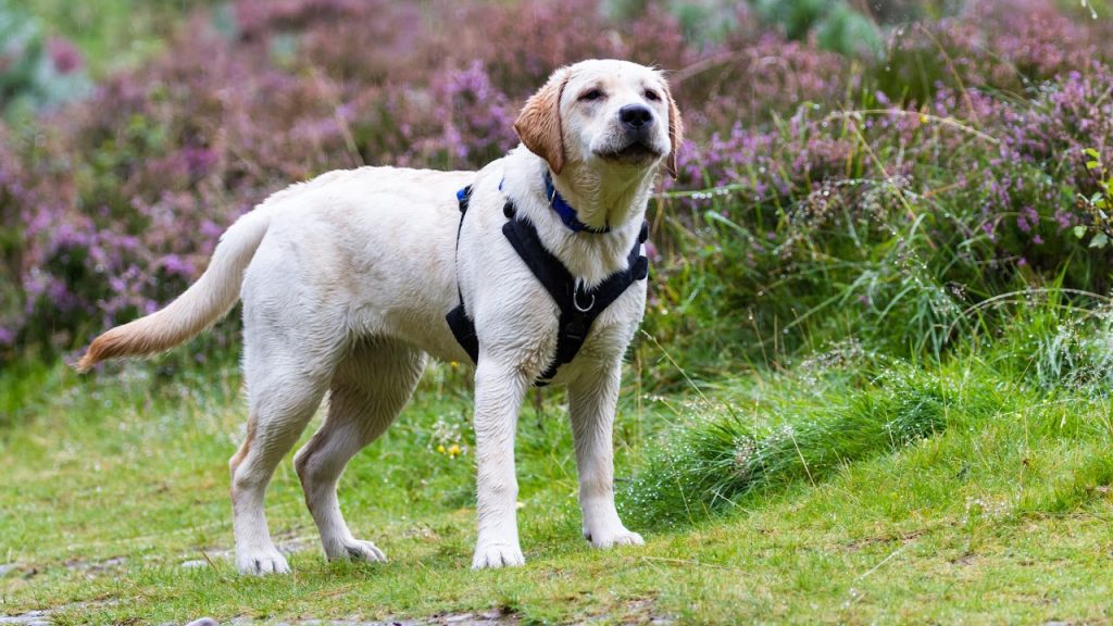 How to Stop Your Dog Barking in Garden at the Neighbours
